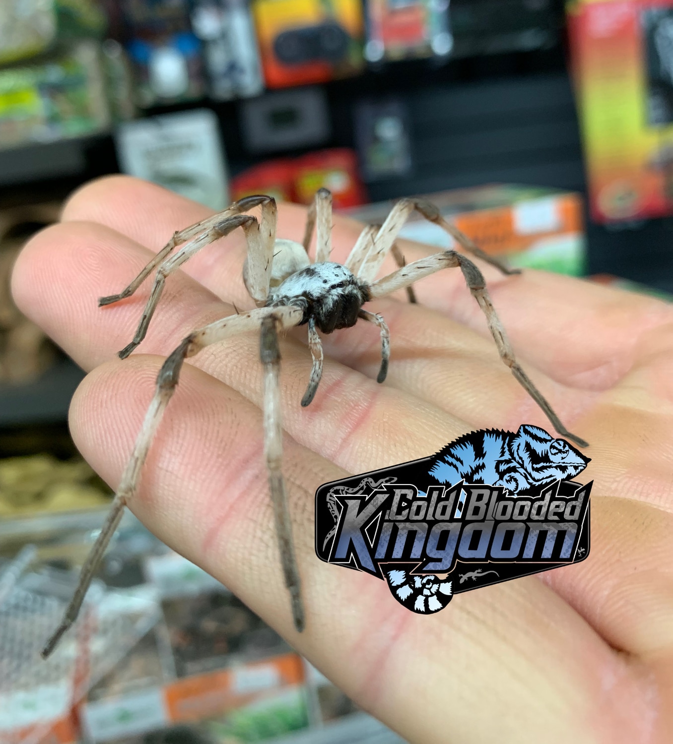 Dancing White Lady Huntsman Spider True Spider by Cold Blooded Shop ...