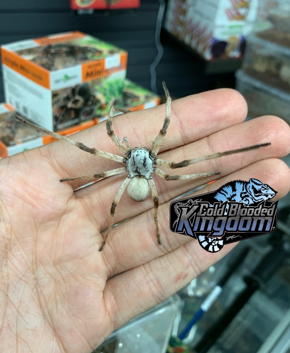 Dancing White Lady Huntsman Spider True Spider by Cold Blooded Shop ...