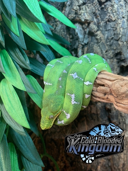 CH Emerald Tree Boas Northern Emerald Tree Boa by Cold Blooded Shop