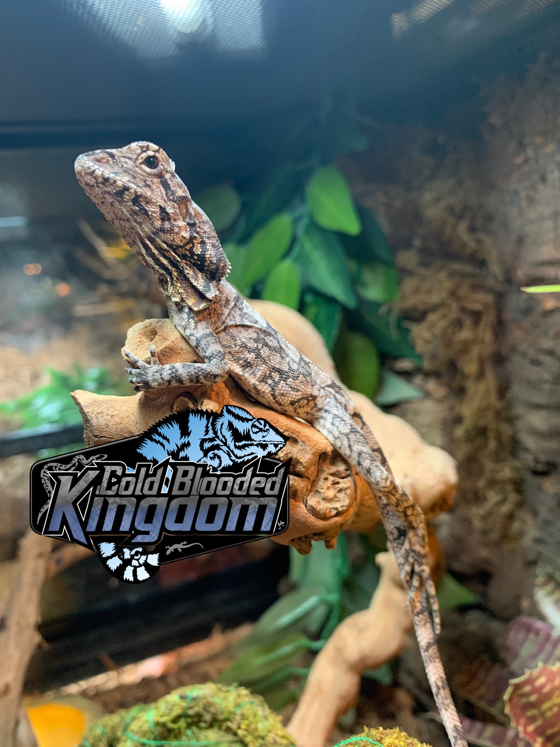 Frilled Dragon More Lizard by Cold Blooded Shop - MorphMarket