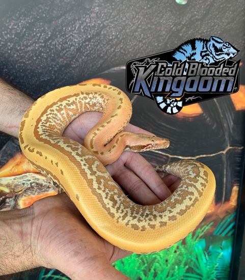 T+ Pixel Blood Python by Cold Blooded Shop