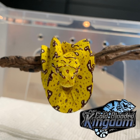 Baby Yellow Biak Green Tree Python by Cold Blooded Shop