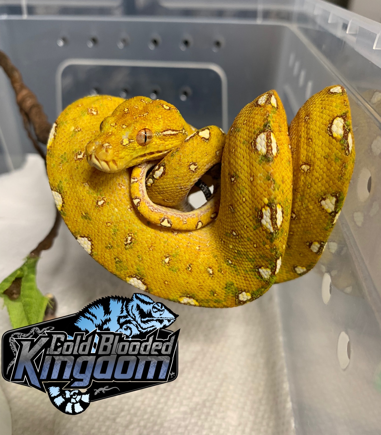 Baby/Juvenile Biak Green Tree Python by Cold Blooded Shop - MorphMarket