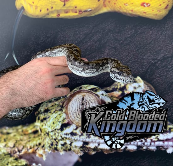 Inland Carpet Python by Cold Blooded Shop