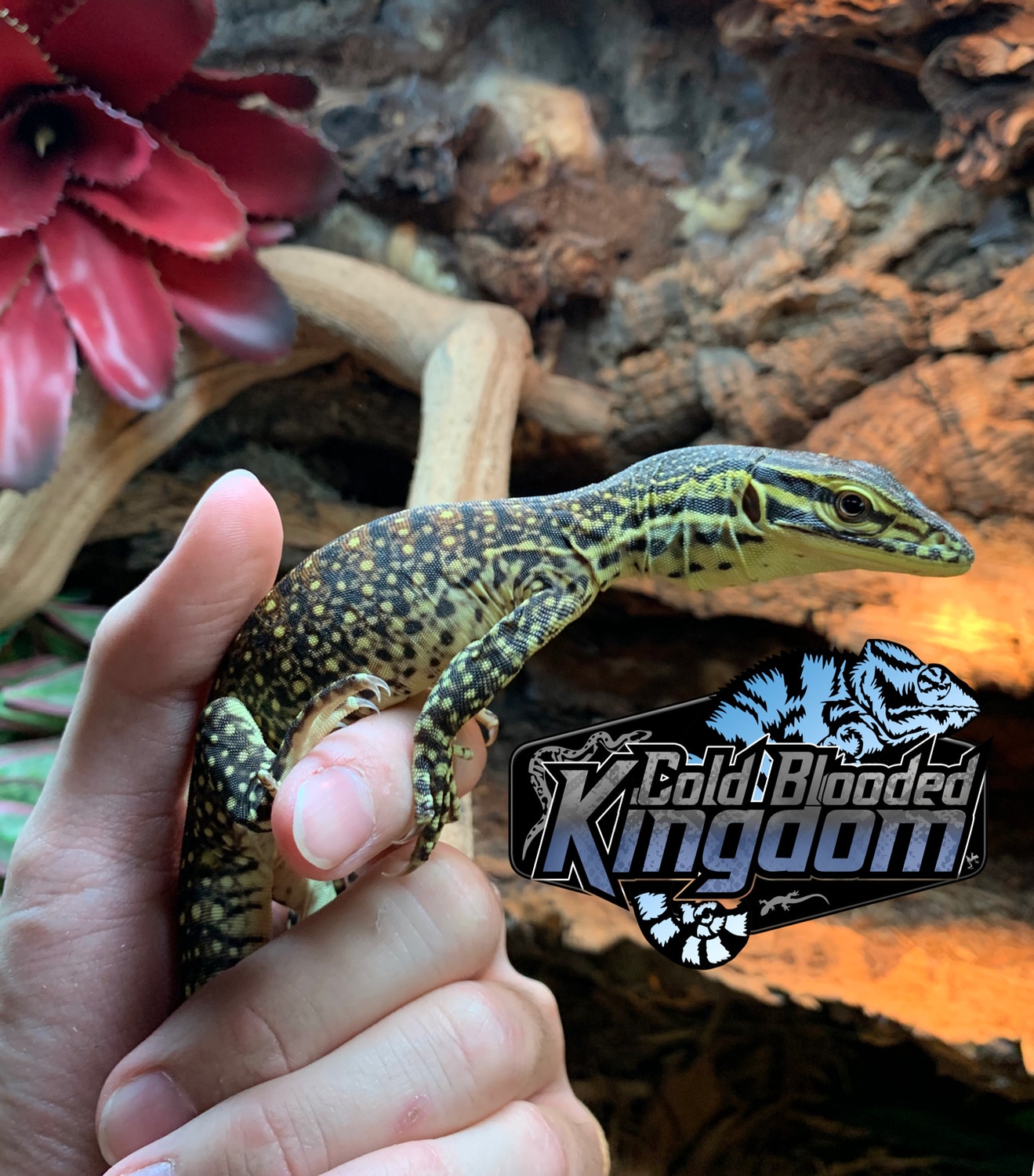 Baby Argus Monitors ONE LEFT Other Monitor by Cold Blooded Kingdom ...