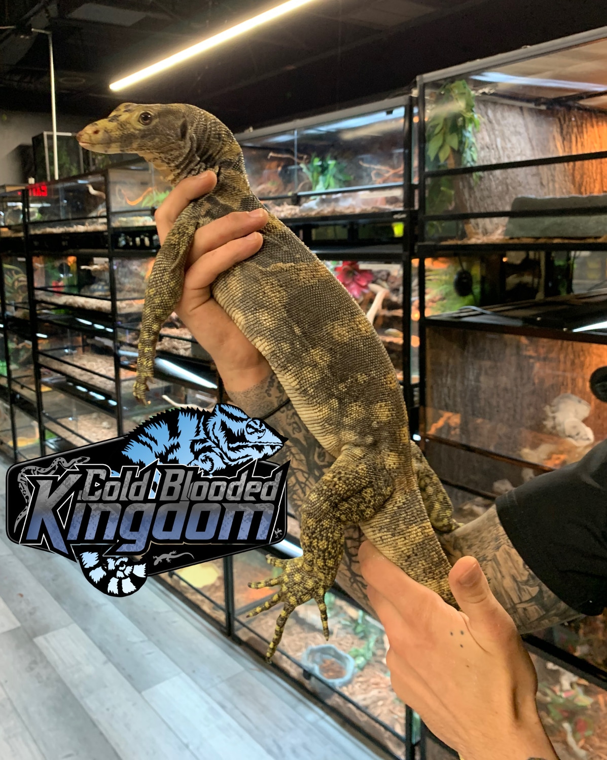 Sulphur Water Monitor by Cold Blooded Shop - MorphMarket