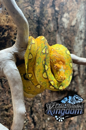 Baby Biak Green Tree Python by Cold Blooded Shop