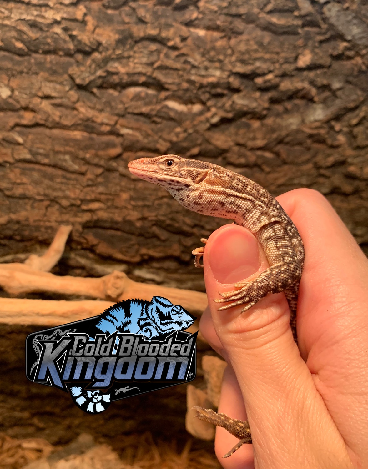 Red Ackie Monitor Spiny-Tailed Monitor by Cold Blooded Shop - MorphMarket
