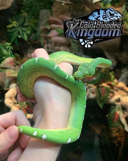 Beautiful Young Emerald Tree Boa Northern Emerald Tree Boa by Cold ...