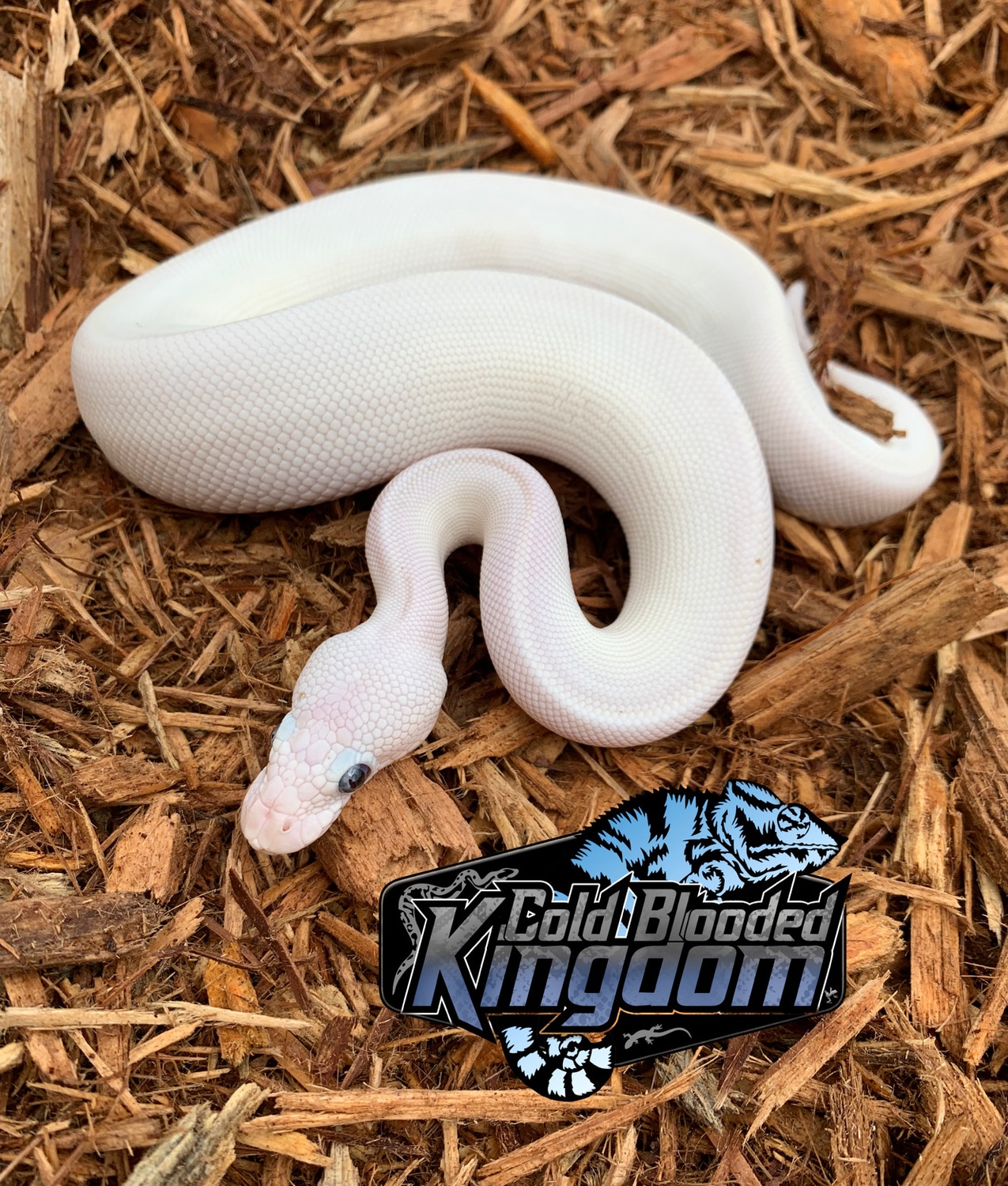 Blue Eyed Lucy Ball Python by Cold Blooded Shop - MorphMarket