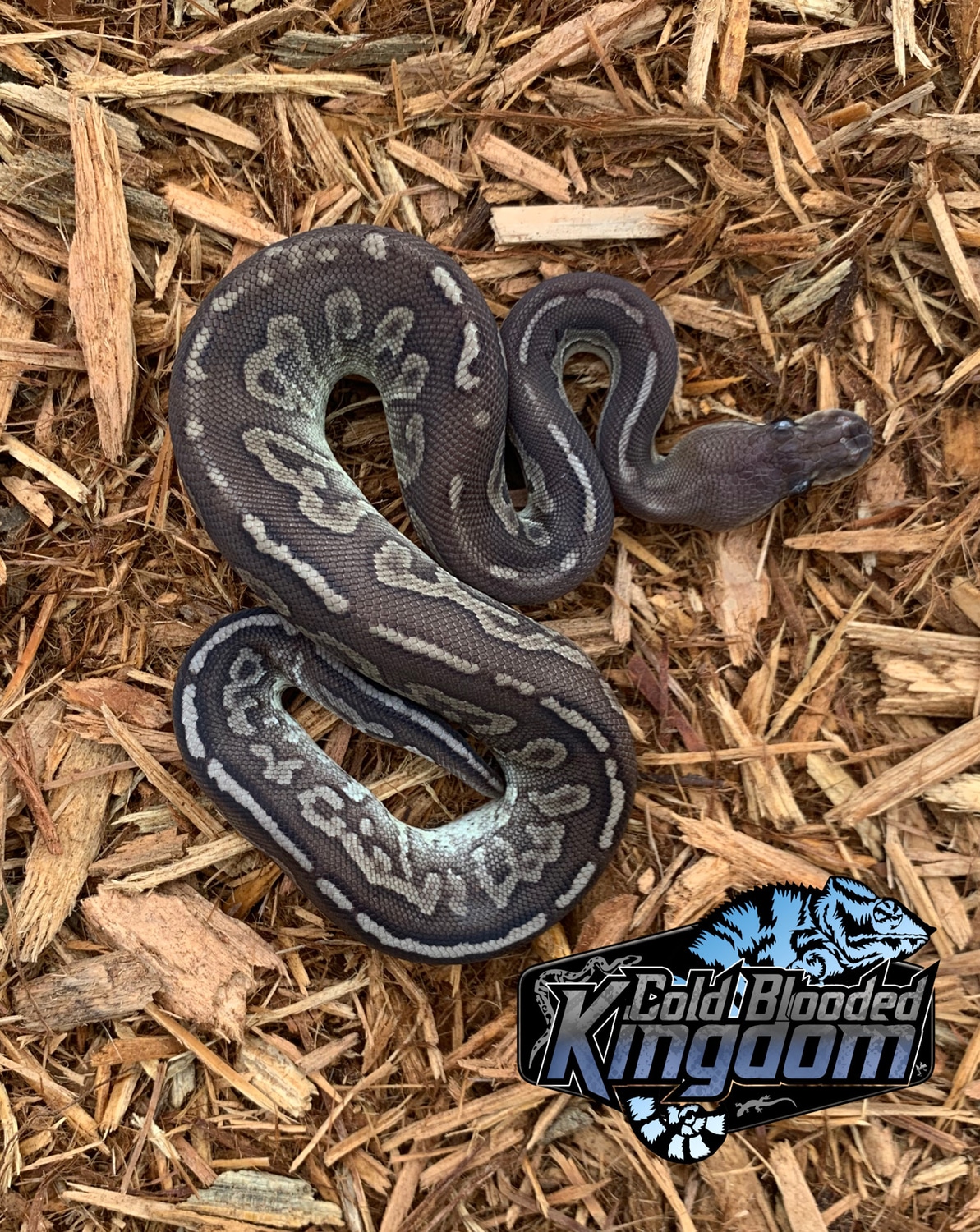 Gargoyle Ball Python by Cold Blooded Kingdom - MorphMarket USA