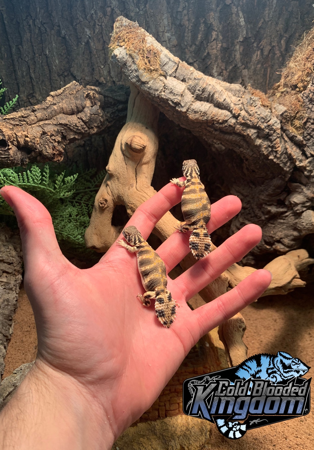 Baby Omani Spiny Tailed Lizard (Uromastyx Thomasi) by Cold Blooded Shop ...