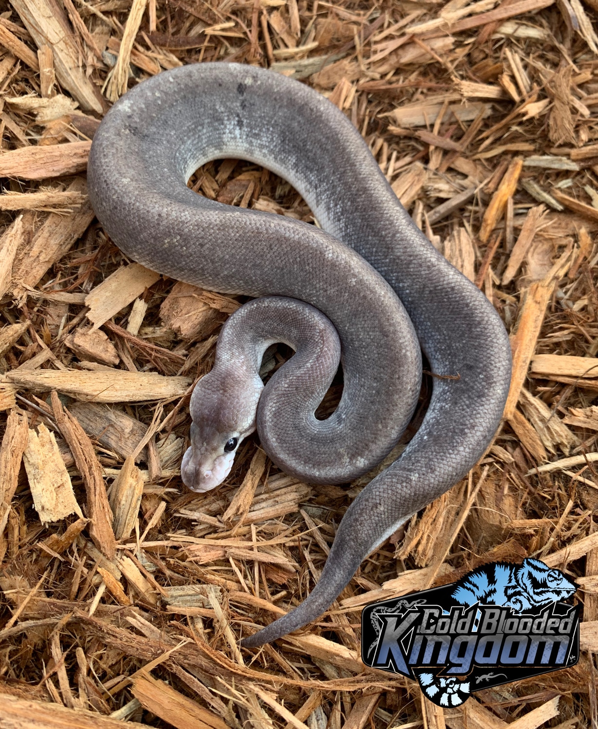 Silver Bullet Ball Python by Cold Blooded Kingdom - MorphMarket