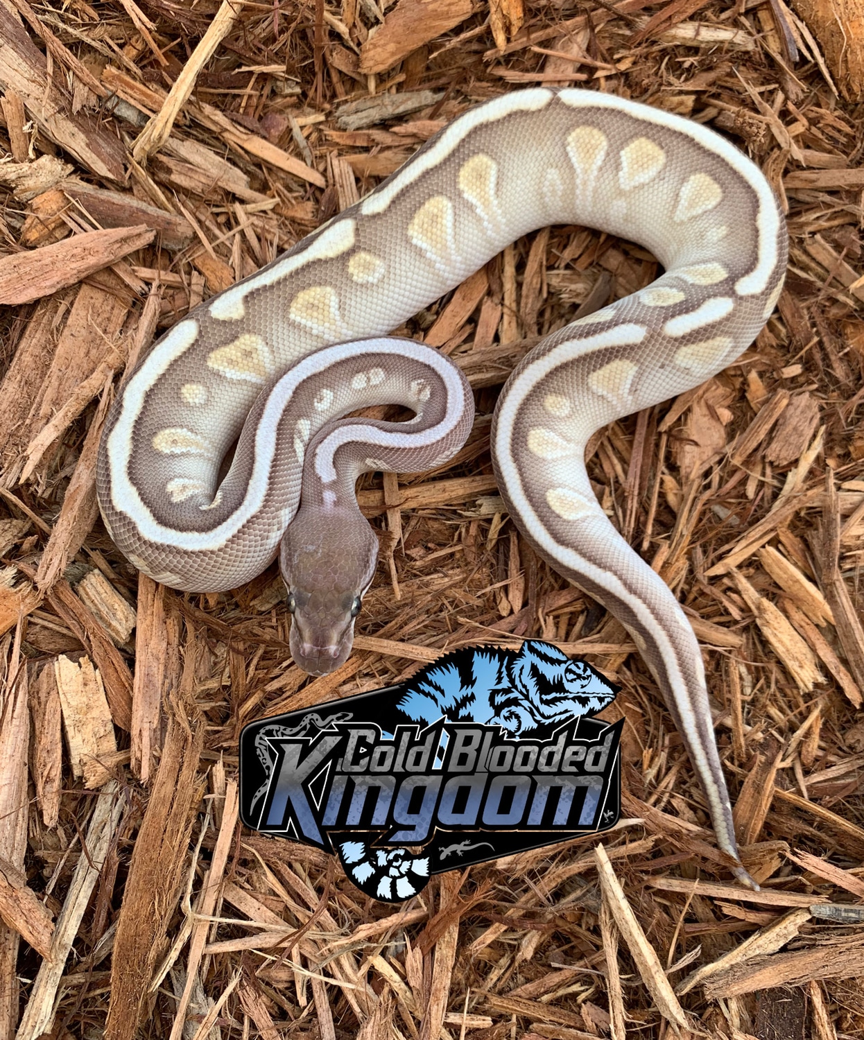 Soul Sucker Ball Python by Cold Blooded Shop - MorphMarket
