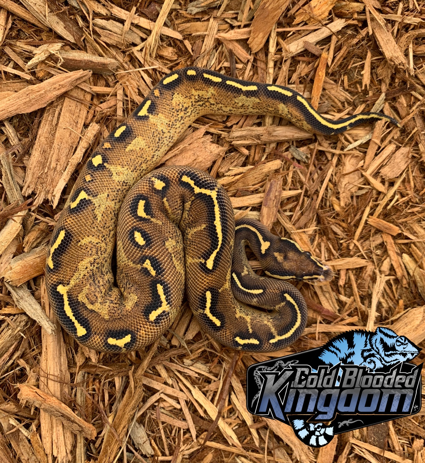 Freeway Ball Python by Cold Blooded Shop - MorphMarket