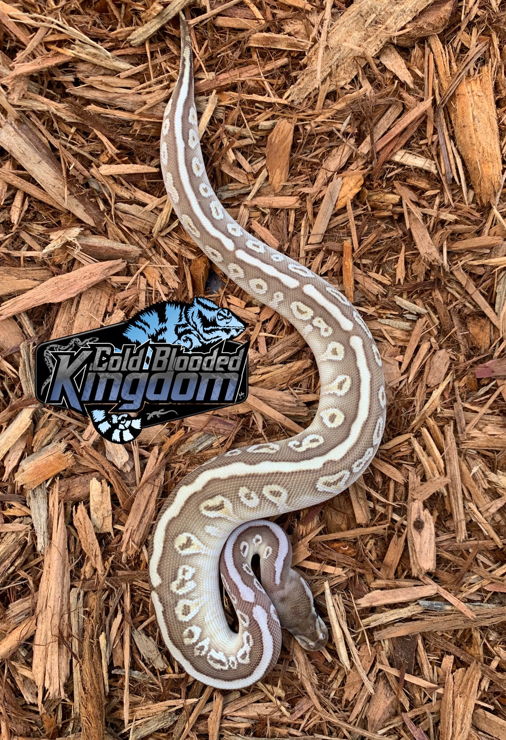 Cinnamon Soul Sucker Ball Python by Cold Blooded Shop - MorphMarket