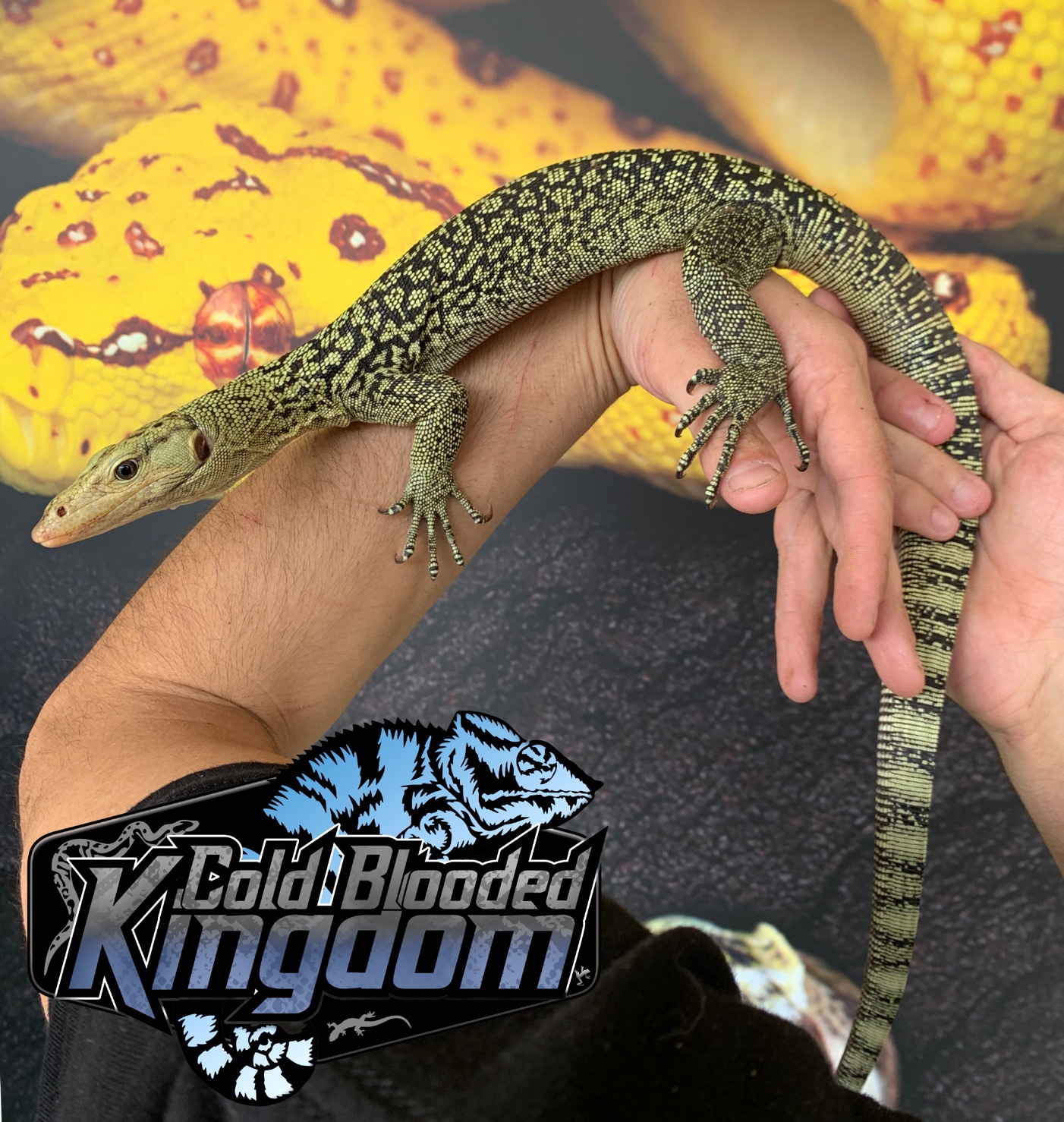 High Yellow Quince Monitor (Very Socialized)!! Other Monitor by Cold ...