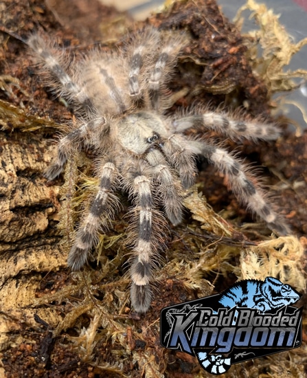Tiger Ornamental Tarantula by Cold Blooded Shop