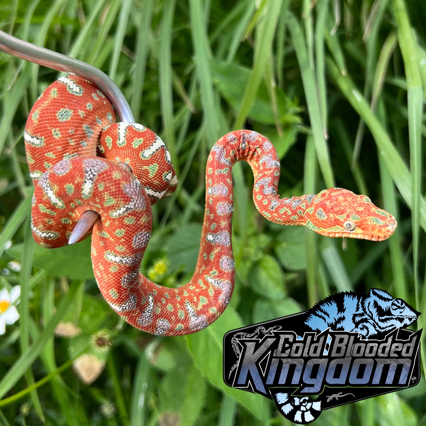 Beautiful High White Baby Red Emerald Tree Boa Northern Emerald Tree ...