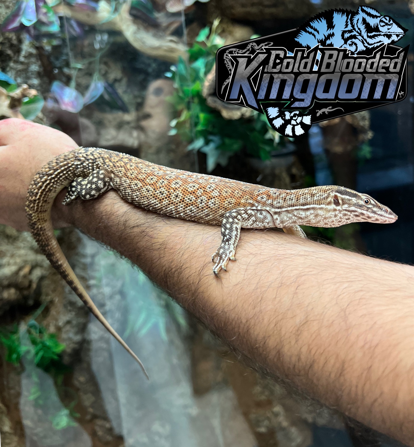 Red Ackie Monitor Spiny-Tailed Monitor by Cold Blooded Shop - MorphMarket