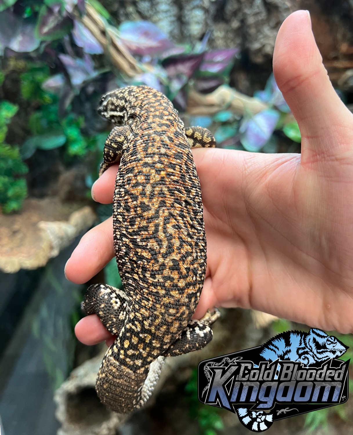 Beautiful Red Ackie Monitor Spiny-Tailed Monitor by Cold Blooded Shop ...