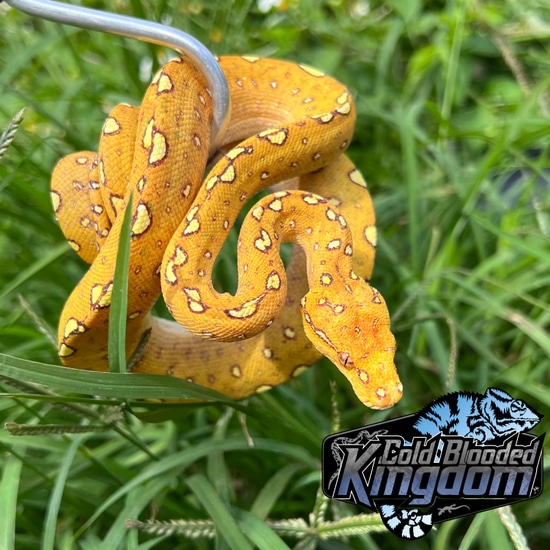 Baby Yellow Biak Green Tree Python by Cold Blooded Shop