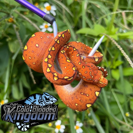 Baby Red Biak Green Tree Python by Cold Blooded Shop