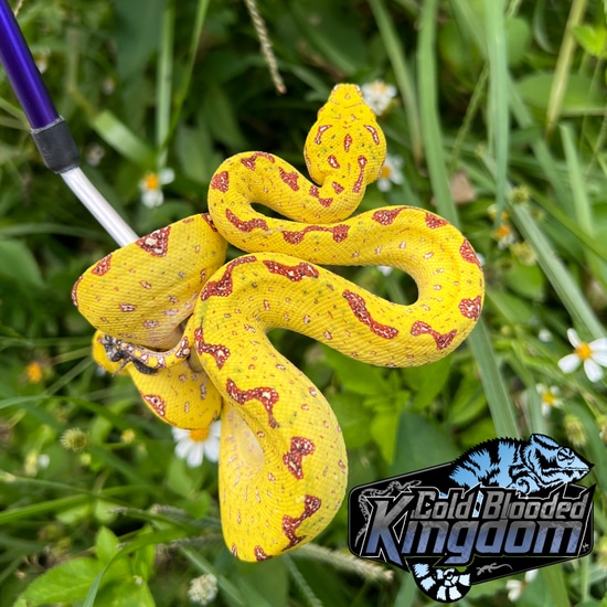 Baby Yellow Biak Green Tree Python by Cold Blooded Shop