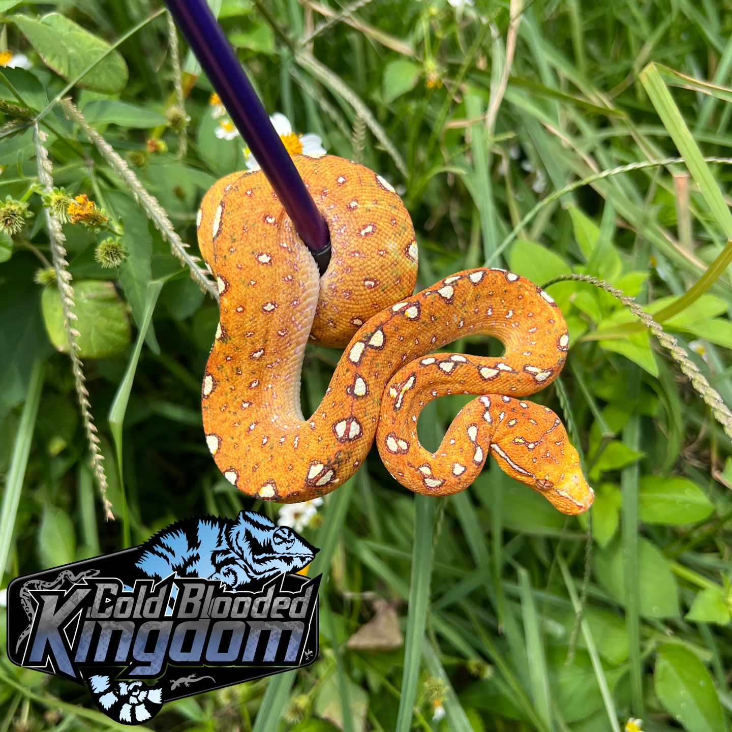 Baby Red Biak Green Tree Python by Cold Blooded Shop - MorphMarket
