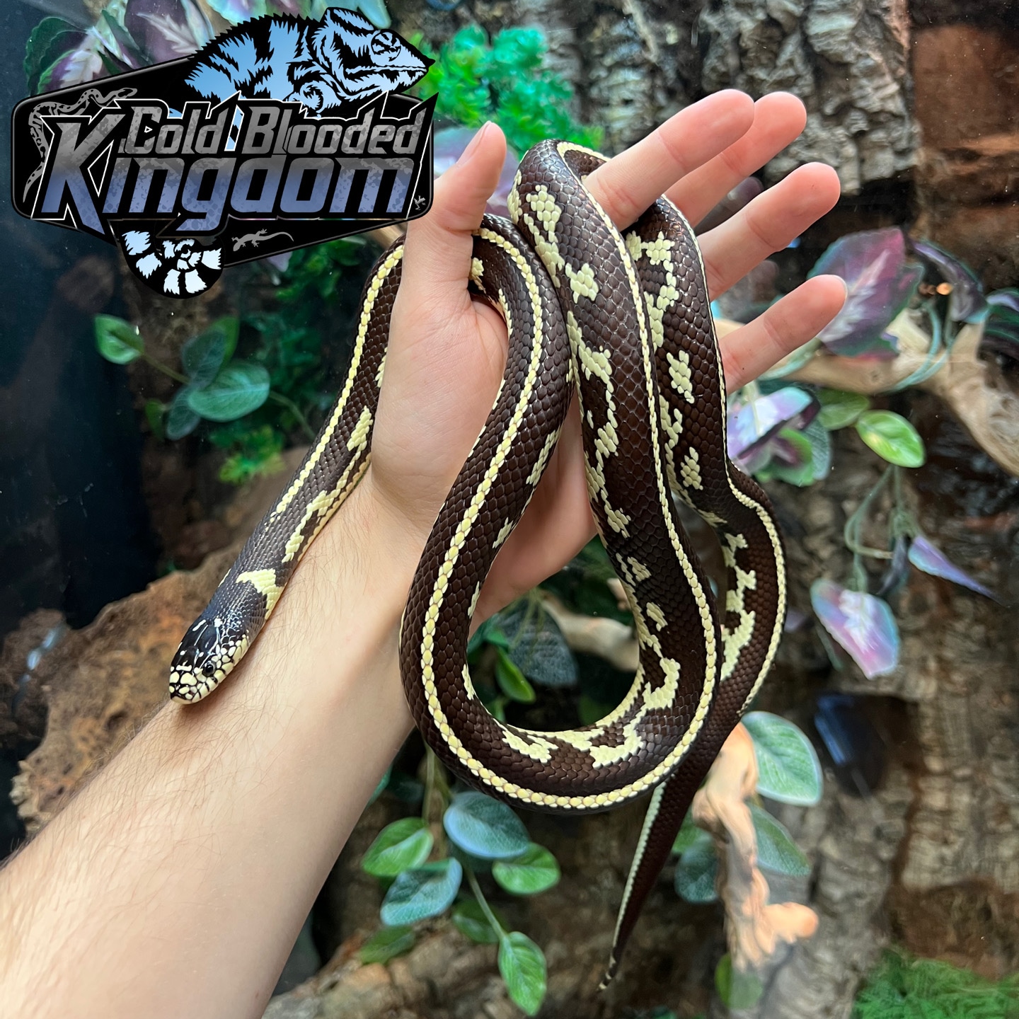 Striped California Kingsnake by Cold Blooded Shop - MorphMarket