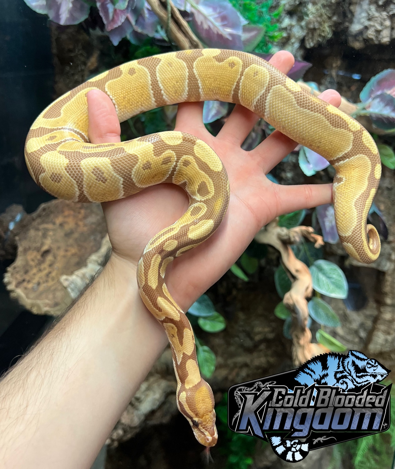 Ultramel Ball Python by Cold Blooded Shop - MorphMarket