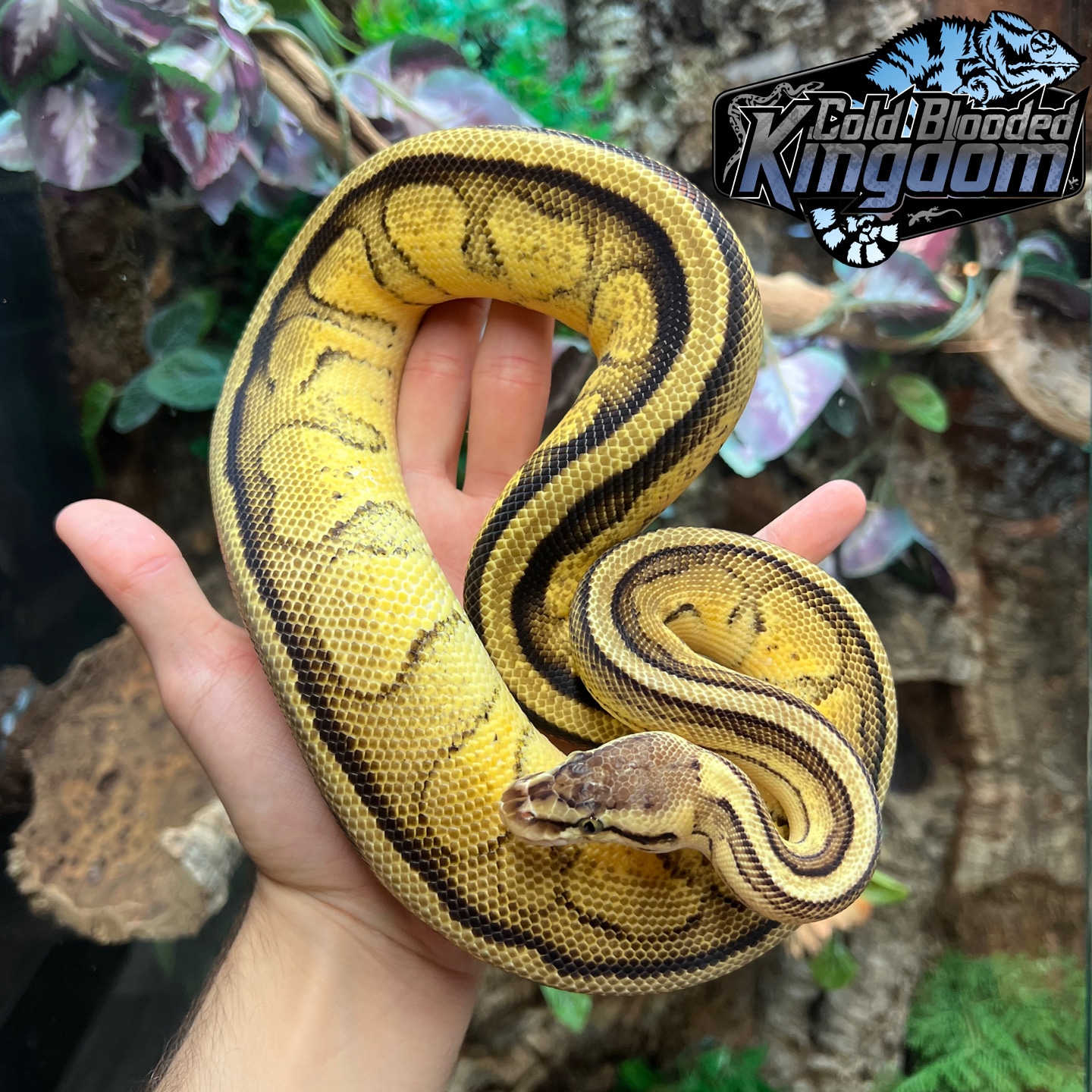 Pastel Yellow Belly Genetic Stripe Ball Python by Cold Blooded Shop ...
