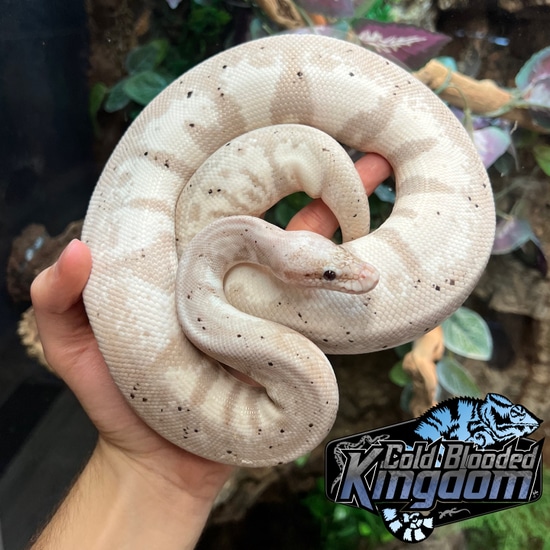 Pastel Banana Calico Ball Python by Cold Blooded Shop