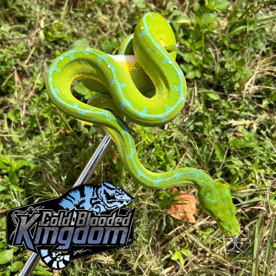 Beautiful Jayapura Green Tree Python by Cold Blooded Shop