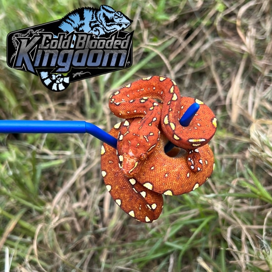 Baby Red Neonate Biak Green Tree Python by Cold Blooded Shop