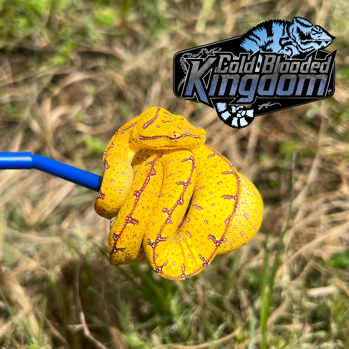 Baby Jayapura Green Tree Python by Cold Blooded Shop - MorphMarket