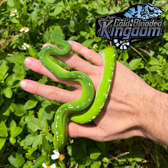 Aru Green Tree Python by Cold Blooded Shop