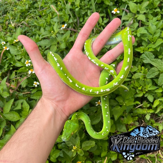 Aru Green Tree Python by Cold Blooded Shop