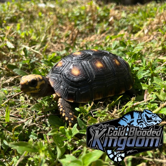 Beautiful Red Footed Tortoise Red-Footed Tortoise by Cold Blooded Shop