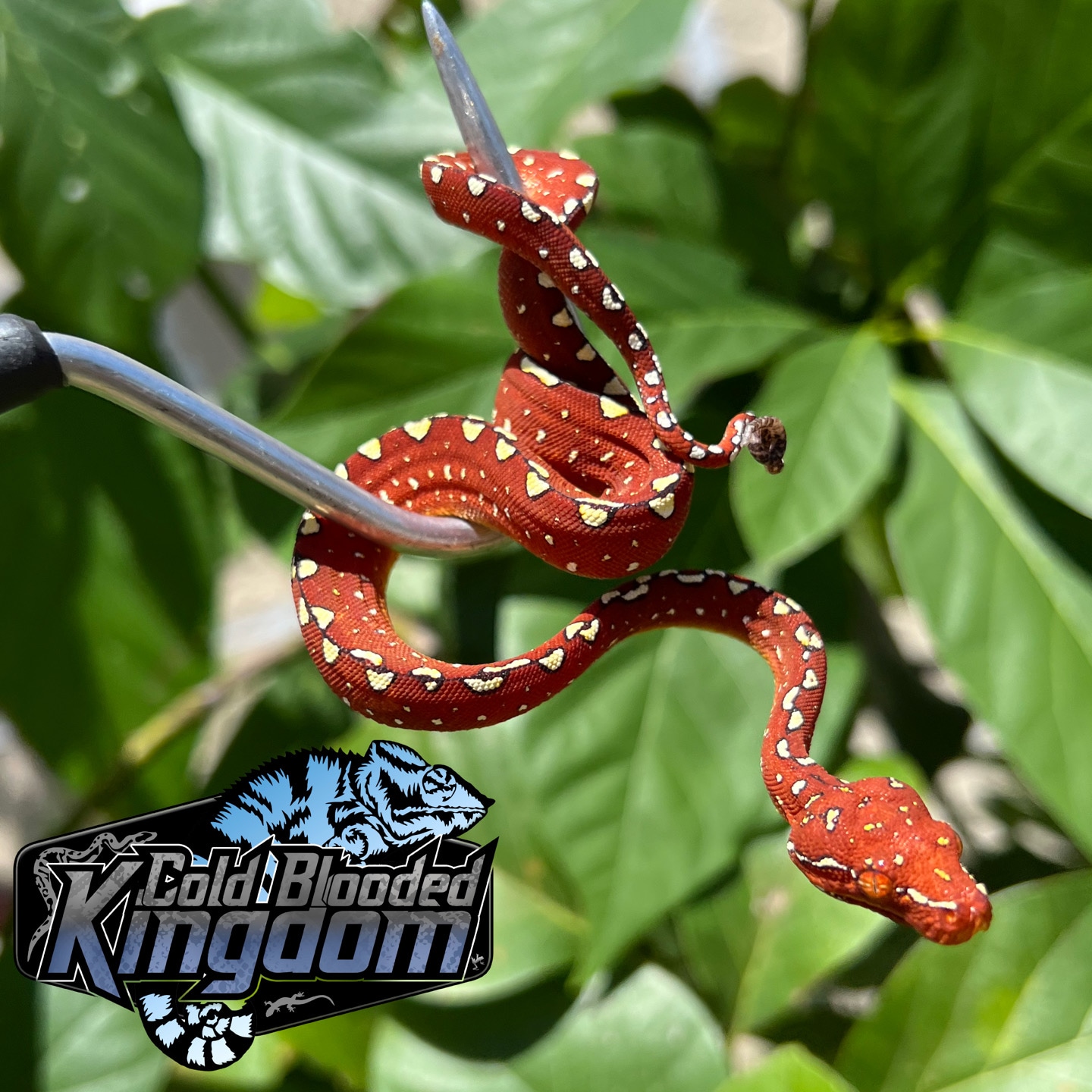 Beautiful Baby Red Neonate Biak Green Tree Python by Cold Blooded Shop ...