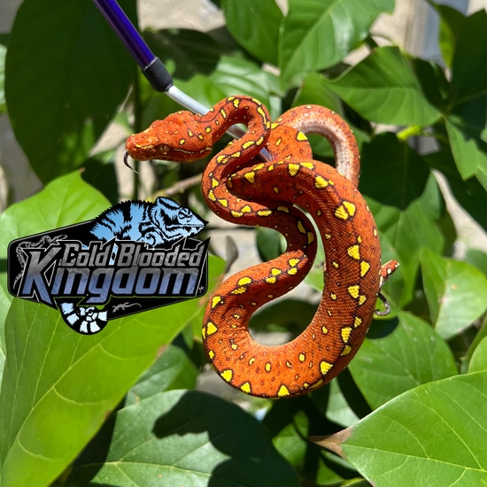 Baby Red Neonate Biak Green Tree Python by Cold Blooded Shop