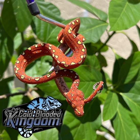 Baby Red Neonate Biak Green Tree Python by Cold Blooded Shop
