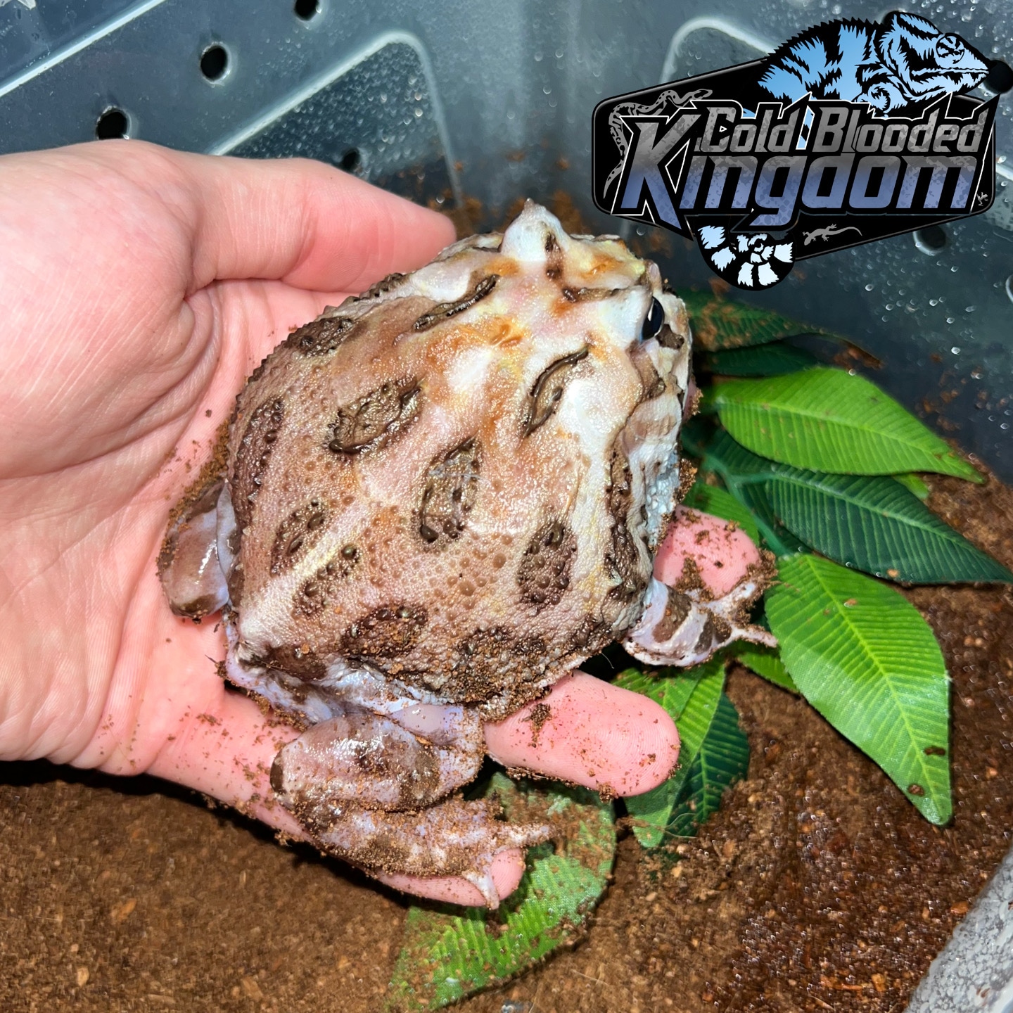 Black Eyed Purple Translucent Mutant Pacman Pacman Frog by Cold Blooded ...