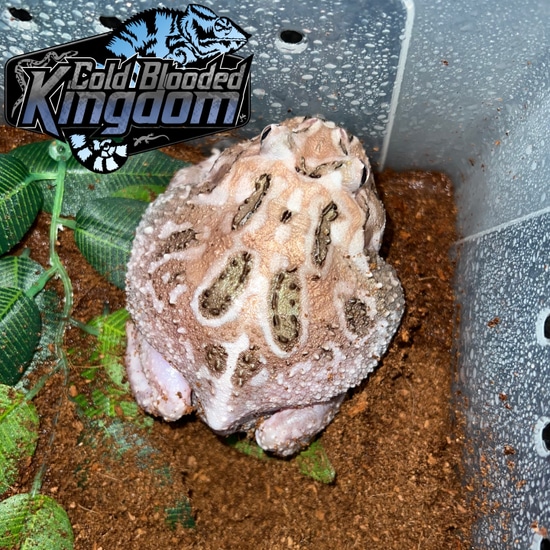 Phantom Translucent Mutant Pacman Frog by Cold Blooded Shop