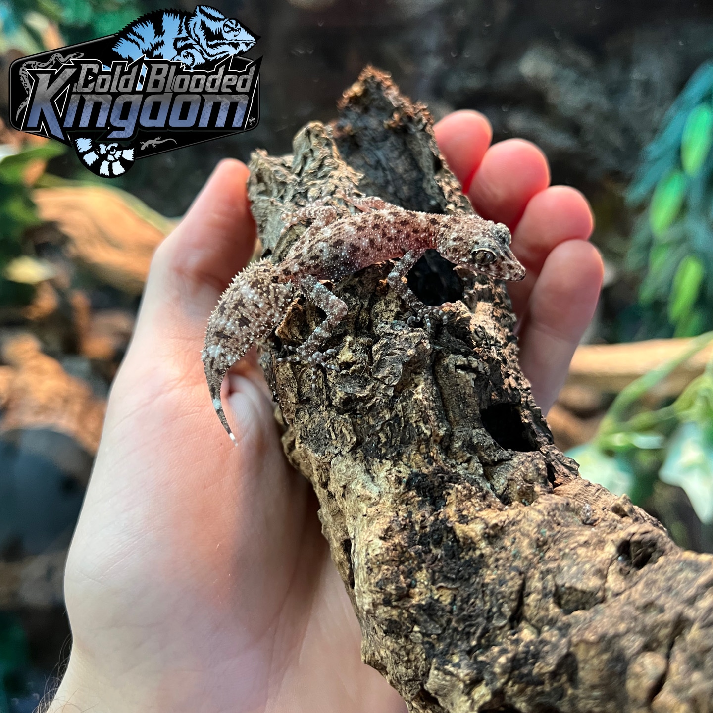 Riverine Leaf-tailed Gecko (Phyllurus Amnicola) Other Gecko by Cold ...