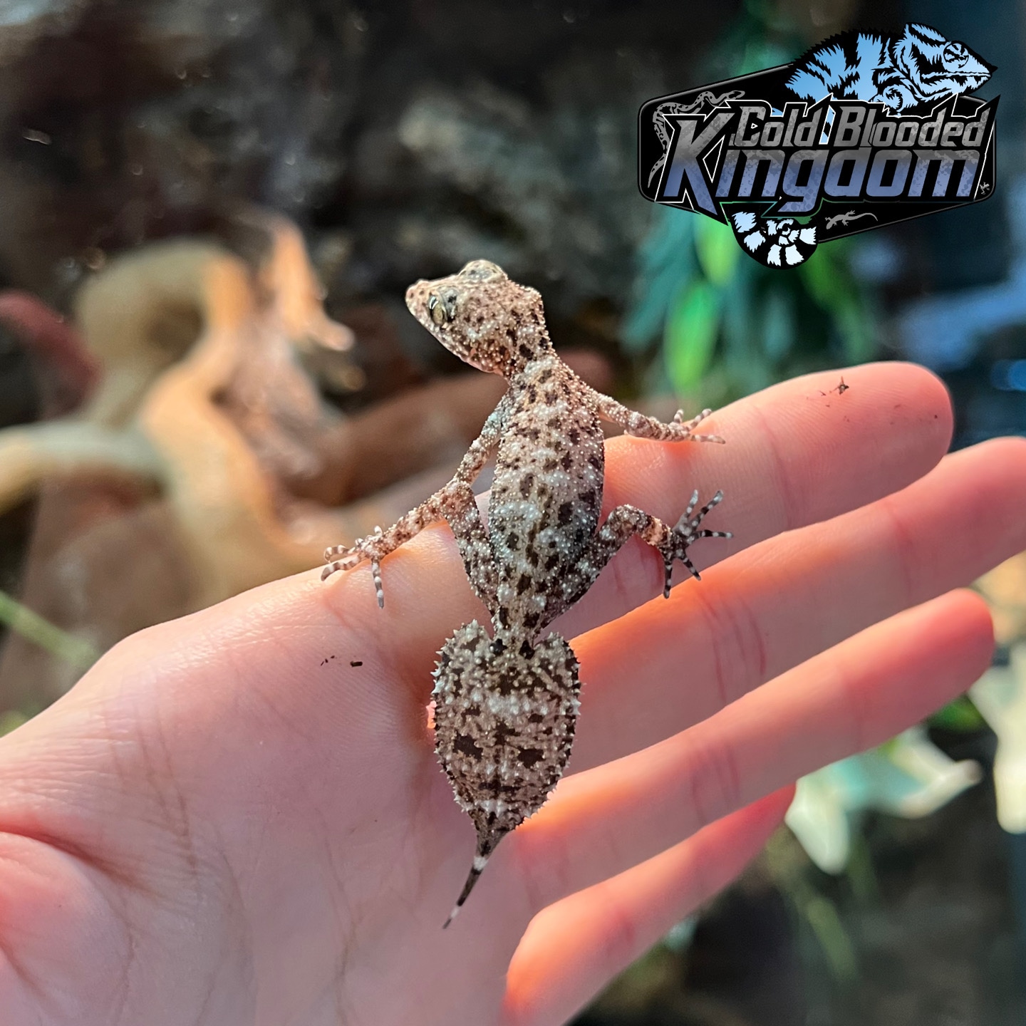 Riverine Leaf-tailed Gecko (Phyllurus Amnicola) More Gecko by Cold ...