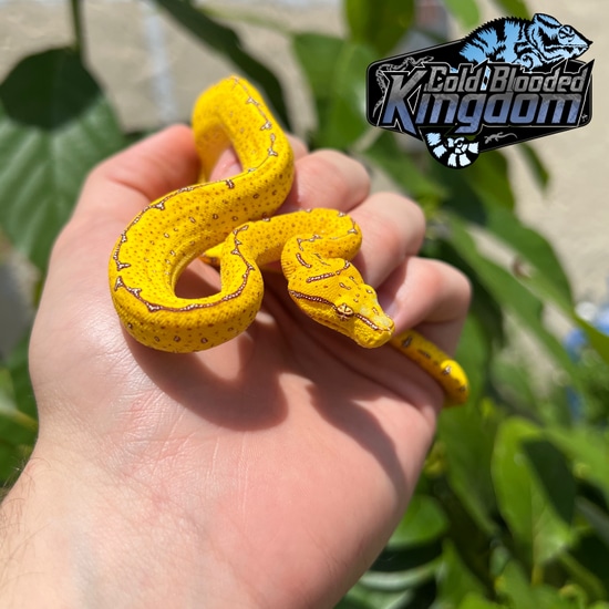 Baby Jayapura Green Tree Python by Cold Blooded Shop