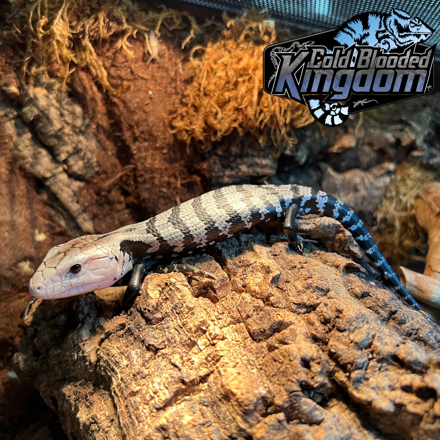 Baby Axanthic Blue Tongue Skink Halmahera Blue-Tongued Skink by Cold ...