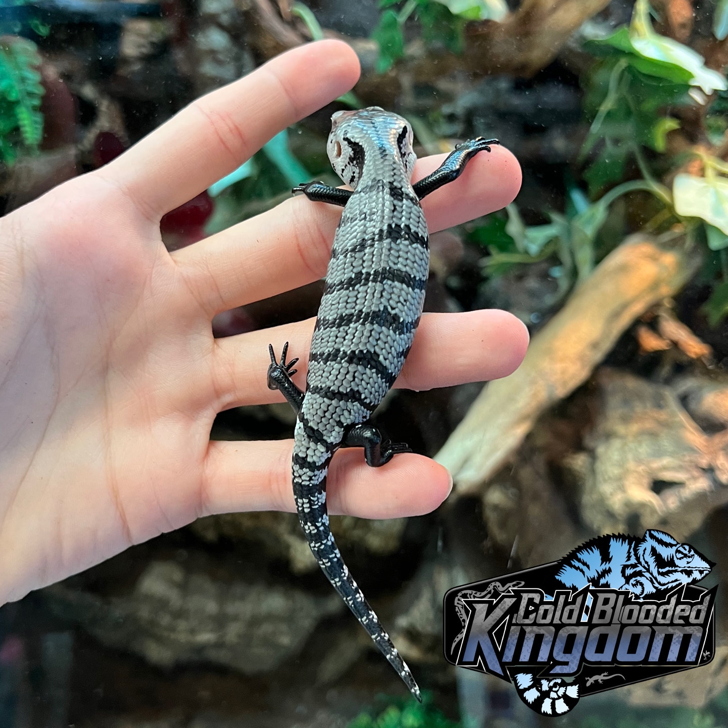 Baby Axanthic Blue Tongue Skink Halmahera Blue-Tongued Skink by Cold ...