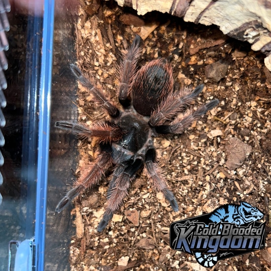 Mexican Pink Leg (Brachypelma Klaasi) Tarantula by Cold Blooded Shop